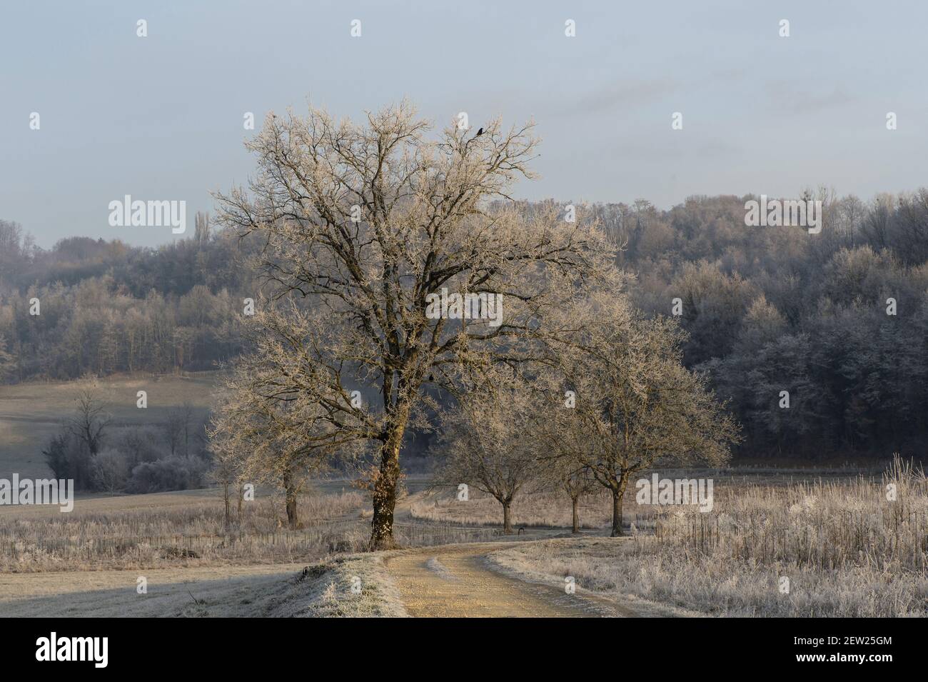 France, Haute Savoie, Albanais Rumilly, walnut trees in the Annecy ...