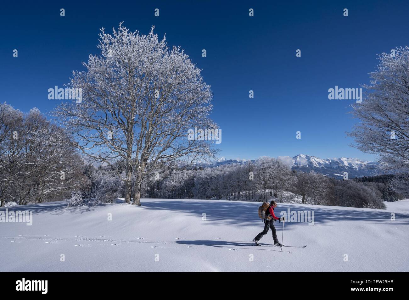 France, Savoie, massif des Bauges, regional nature park, Lescheraines ...