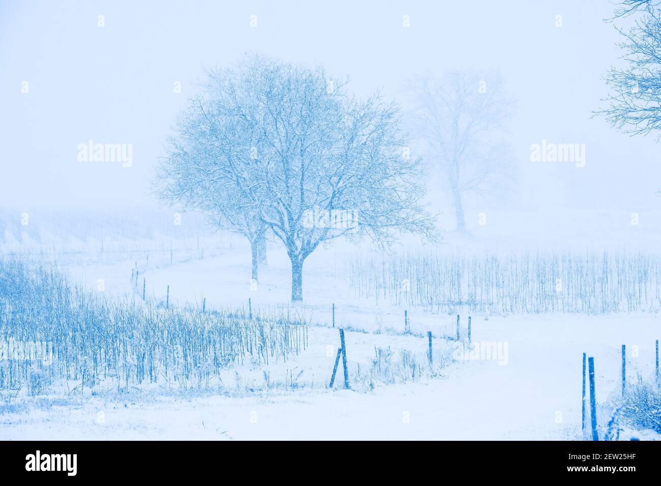 France, Haute Savoie, Albanais Rumilly, walnut trees in the Annecy ...