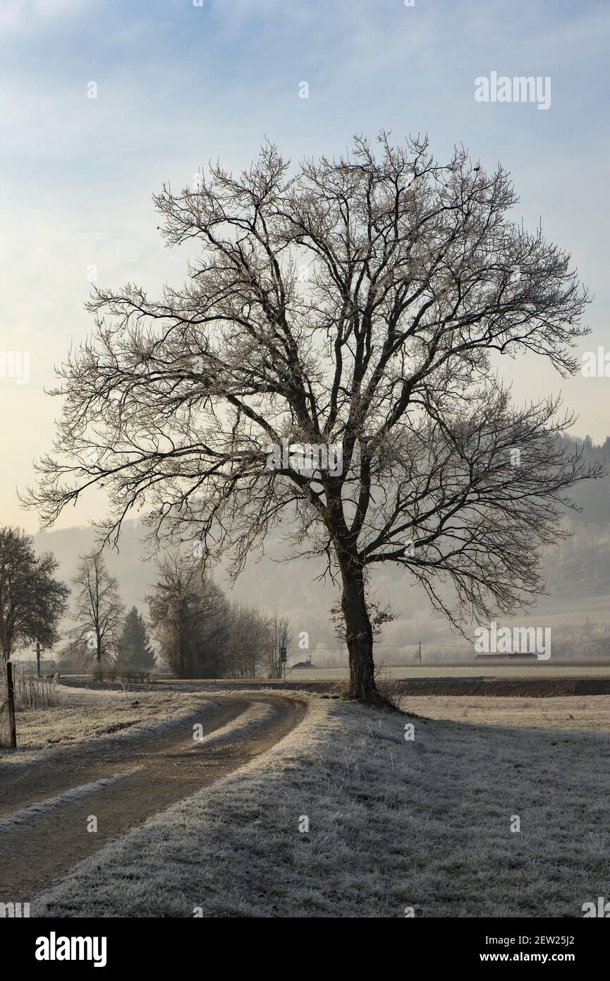 France, Haute Savoie, Albanais Rumilly, walnut trees in the Annecy ...