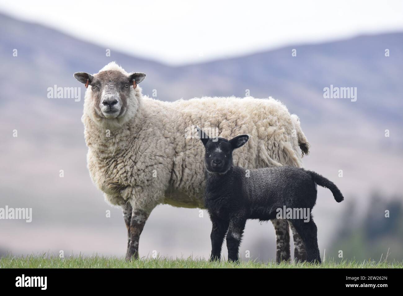 Blackface cross ewe hi-res stock photography and images - Alamy