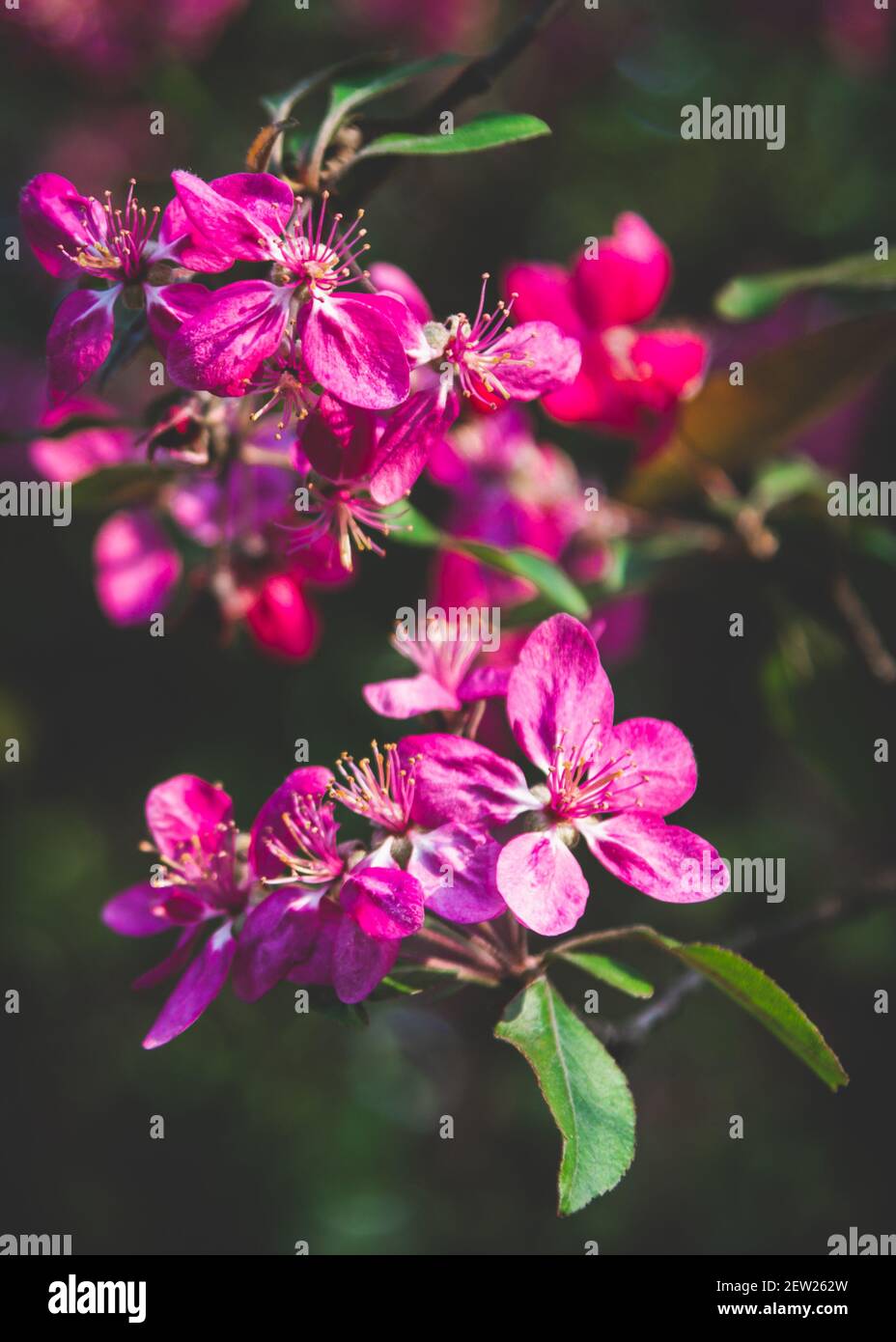 Close up of violet apple flowers with green leaves on dark background ...