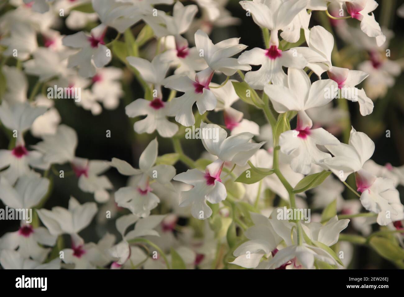 My walk in Switzerland Berner Oberland Interlaken with wonderful trees ...