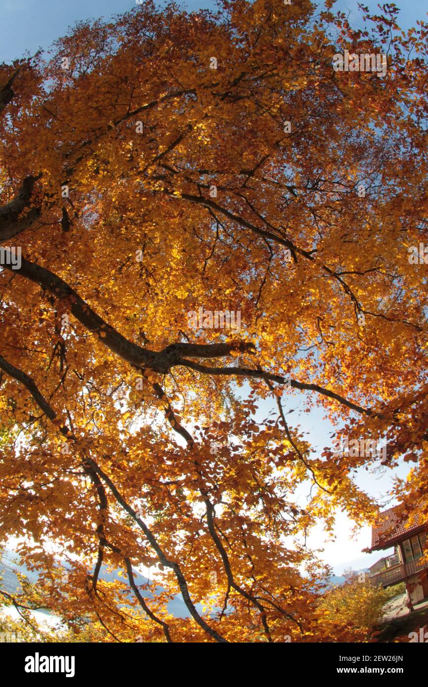 My walk in Switzerland Berner Oberland Interlaken with wonderful trees ...