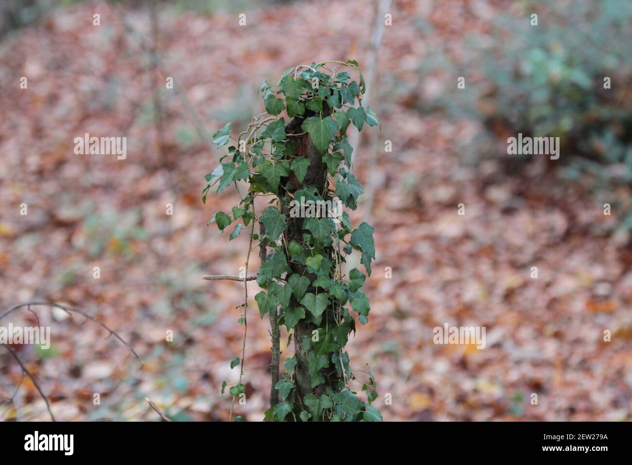 My walk in Switzerland Berner Oberland Interlaken with wonderful trees ...