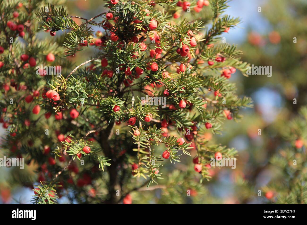My walk in Switzerland Berner Oberland Interlaken with wonderful trees ...