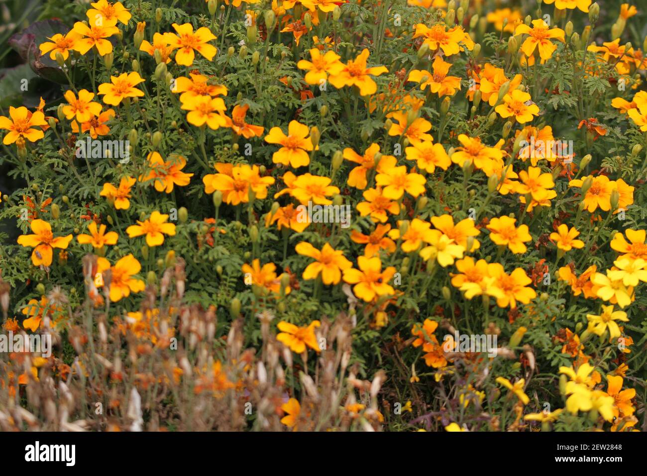 My walk in Switzerland Berner Oberland Interlaken with wonderful trees ...