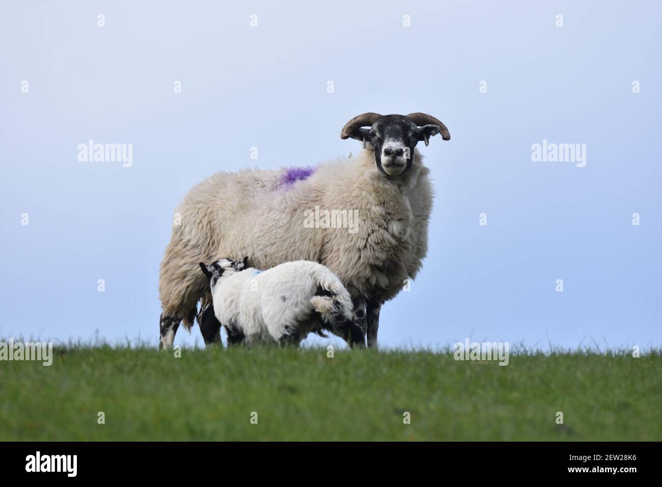 Horned ewe lambing hi-res stock photography and images - Alamy