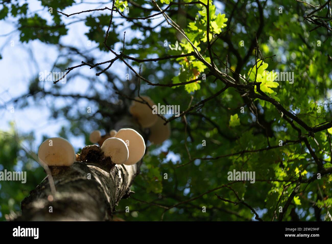 Silver leaf fungus hi-res stock photography and images - Alamy