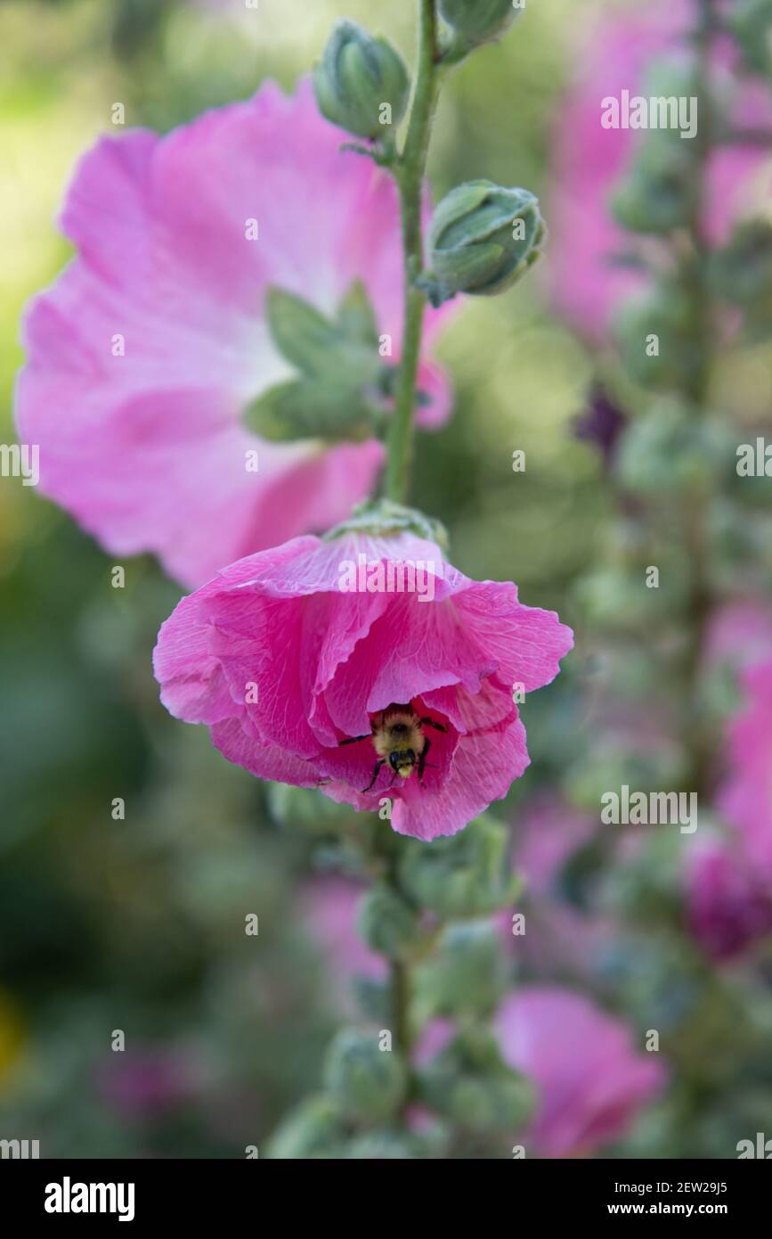 A honey bee gathers pollen from a beautiful pink hollyhock Stock Photo ...
