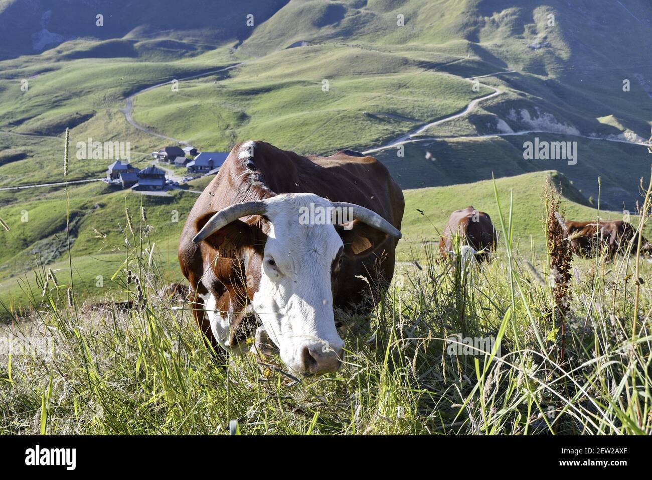 France, Haute Savoie, Col des Annes, cows Stock Photo - Alamy