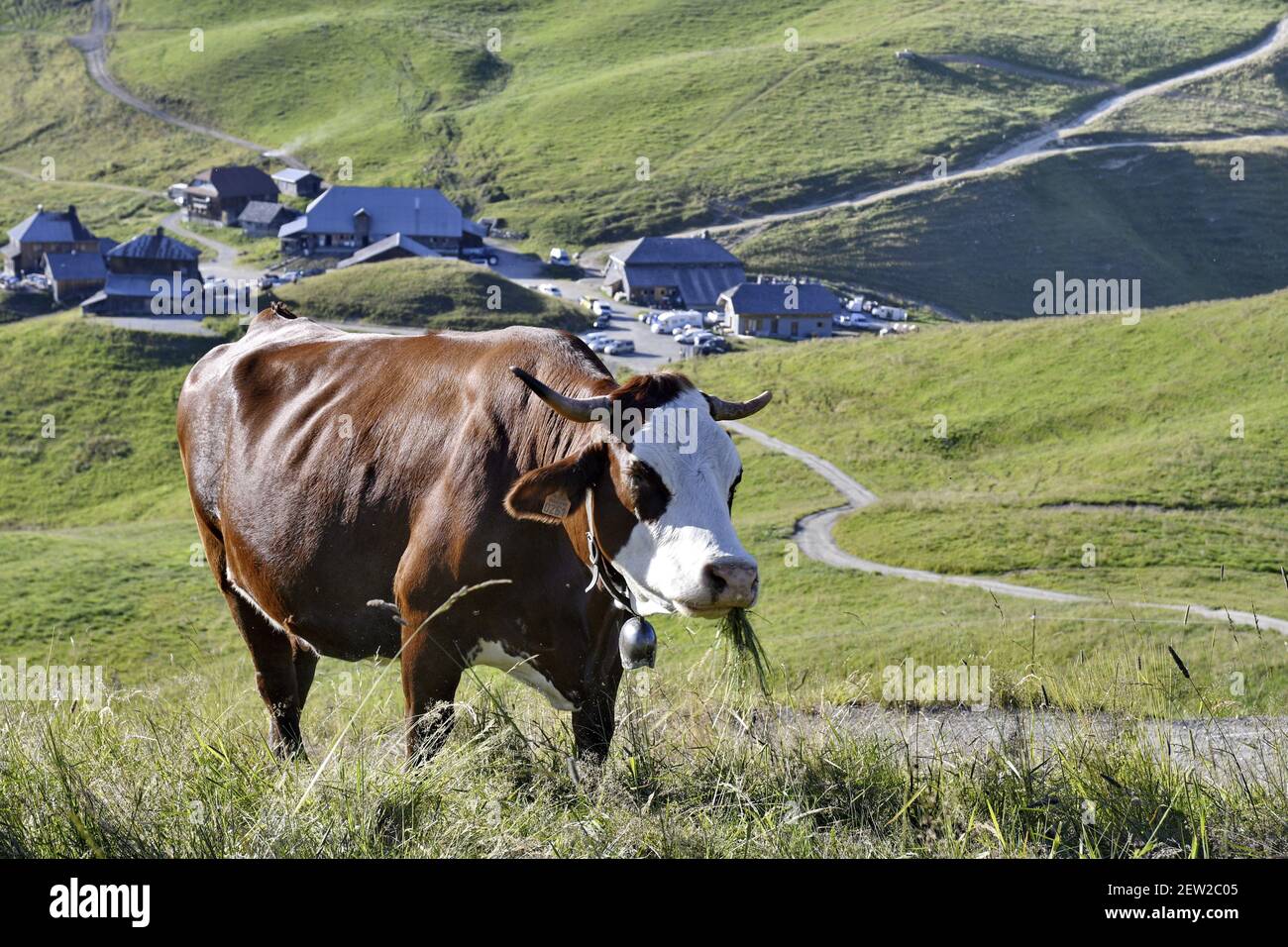 France, Haute Savoie, Col des Annes, cows Stock Photo - Alamy