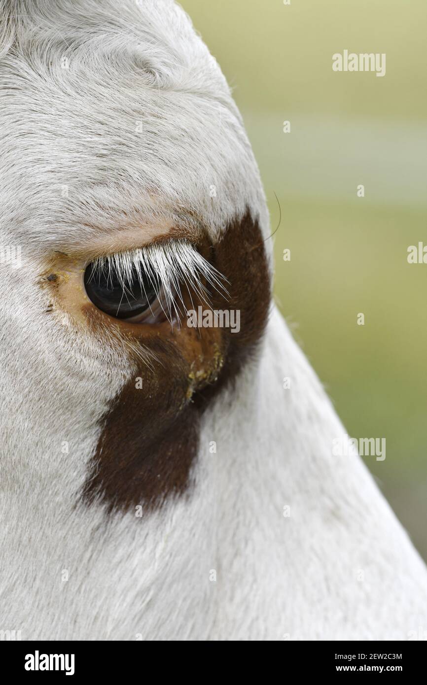 One eye cow close hi-res stock photography and images - Alamy