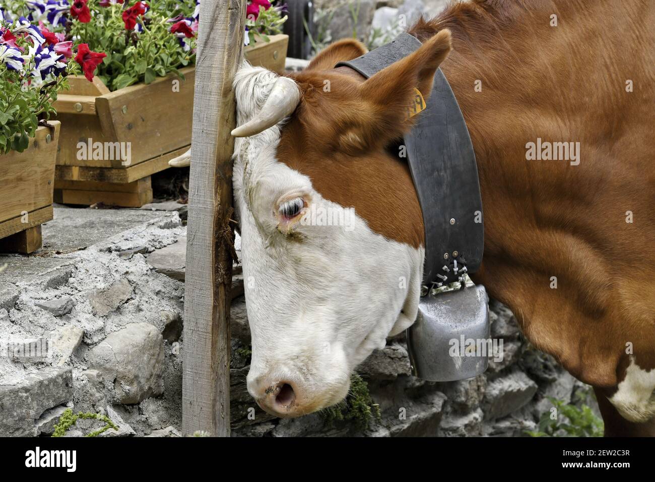 Cow scratching hi-res stock photography and images - Alamy