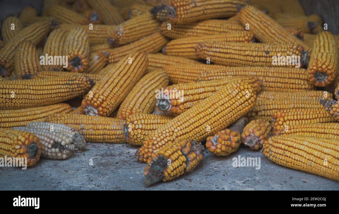 A closeup of an abundance of corn on the cob on the ground Stock Photo ...
