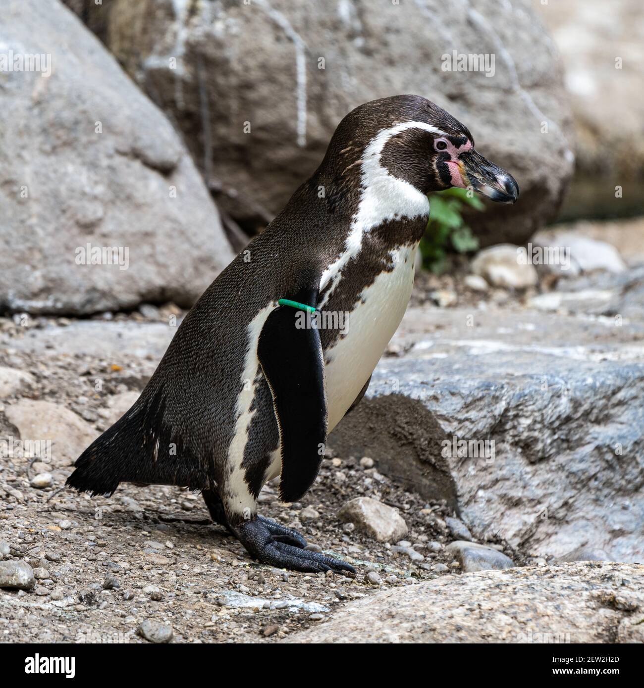 The Humboldt Penguin, Spheniscus humboldti also termed Peruvian penguin ...