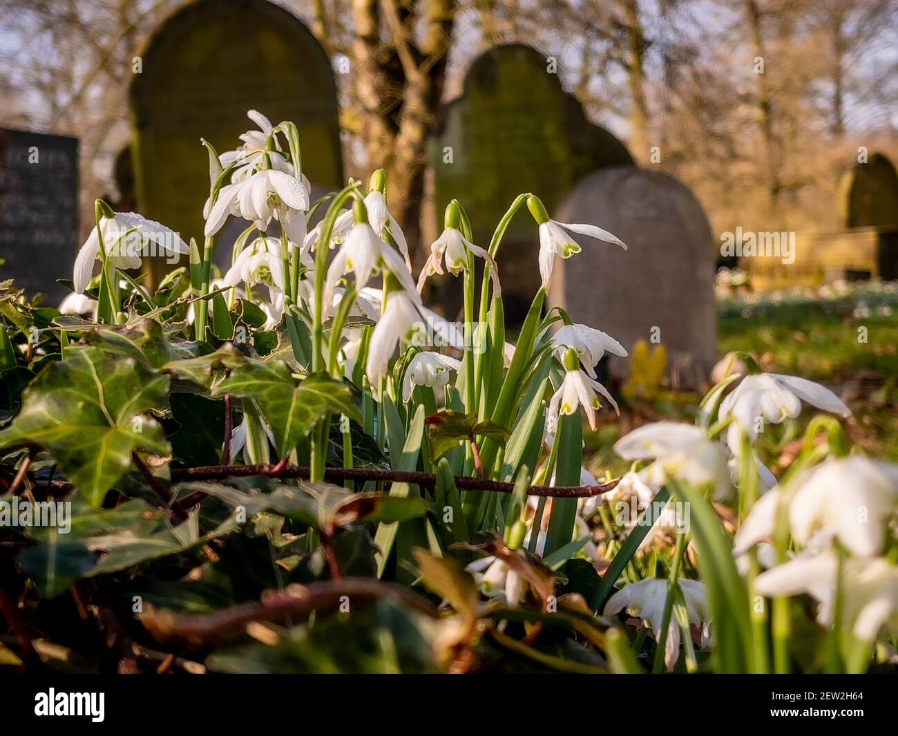 Snowdrops in cemetery Stock Photo - Alamy