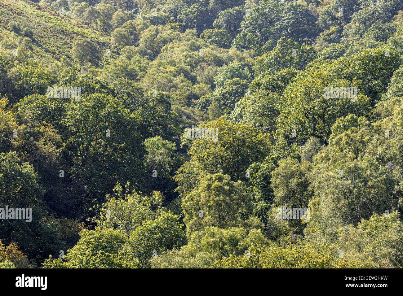 Mixed deciduous woodland in summer in Sweetworthy Combe, Exmoor ...