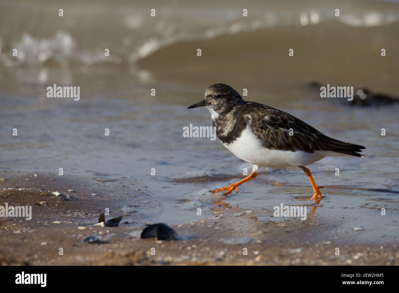Ruddy turnstone waders foraging hi-res stock photography and images - Alamy