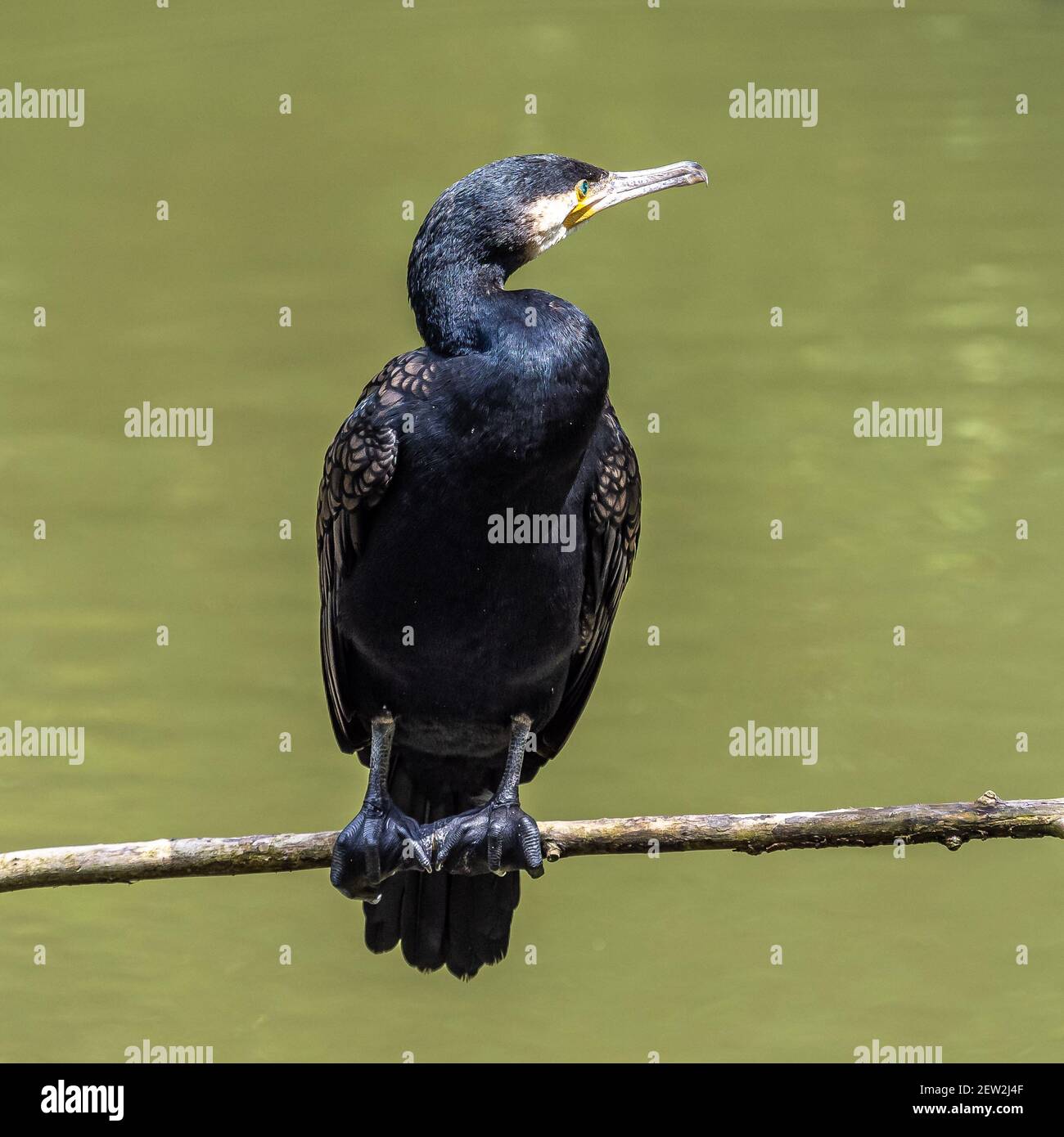 The great cormorant, Phalacrocorax carbo known as the great black ...