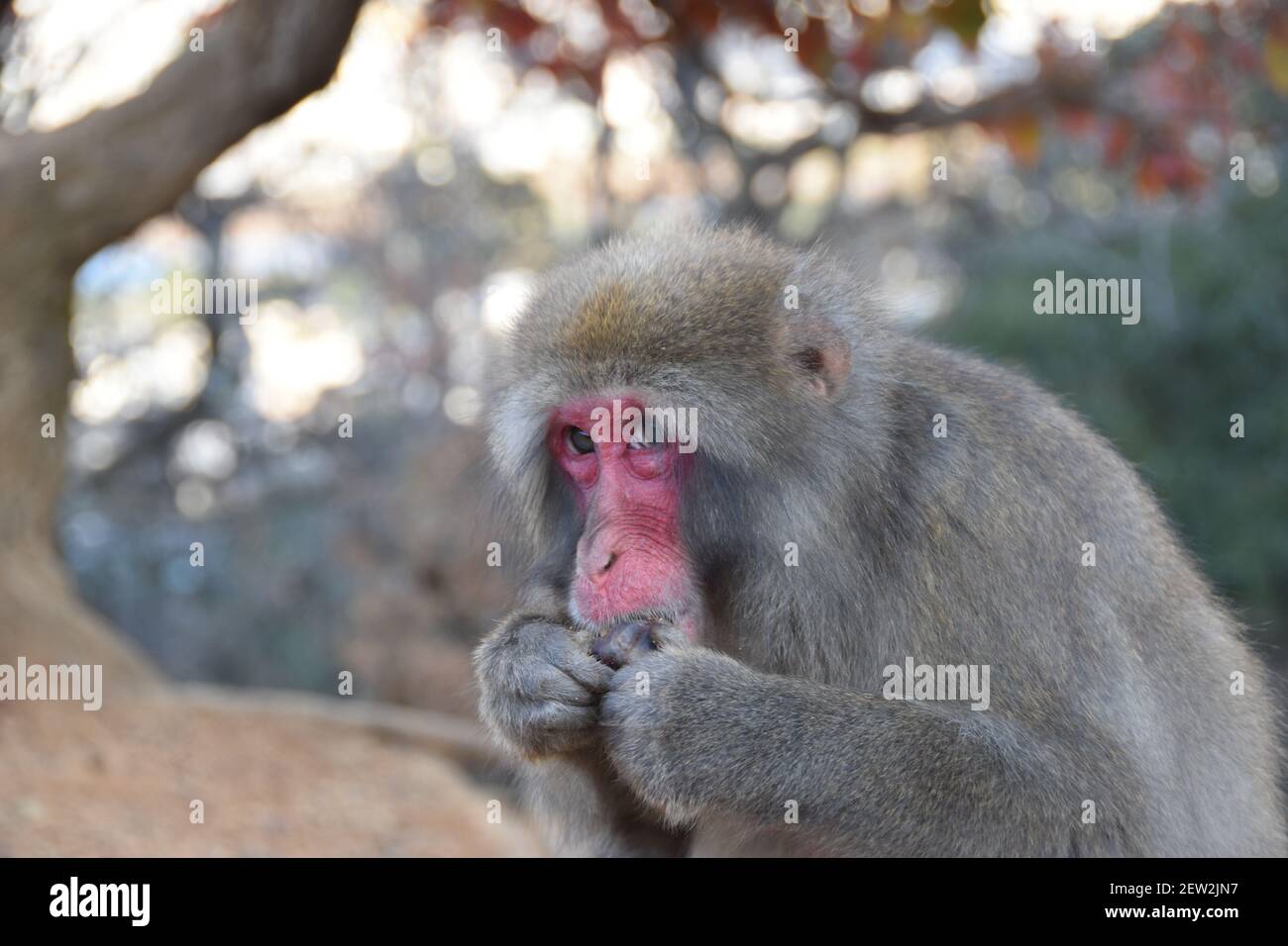 A cute monkey eating food in a natural environment Stock Photo - Alamy