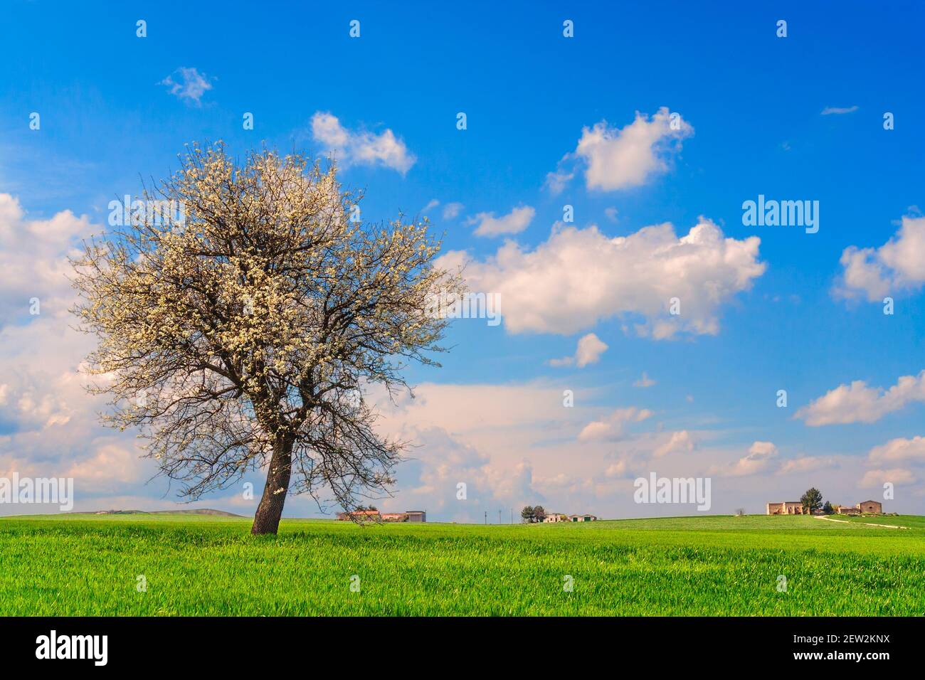 Lone tree in bloom over corn field unripe with clouds sky in Apulia ...