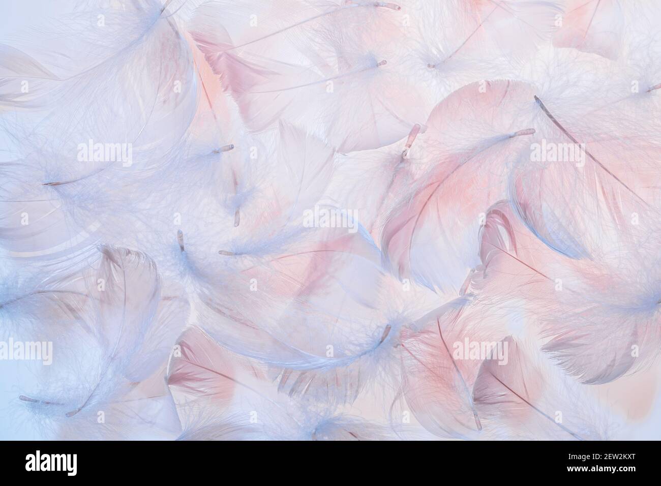 Light blue feathers hi-res stock photography and images - Alamy