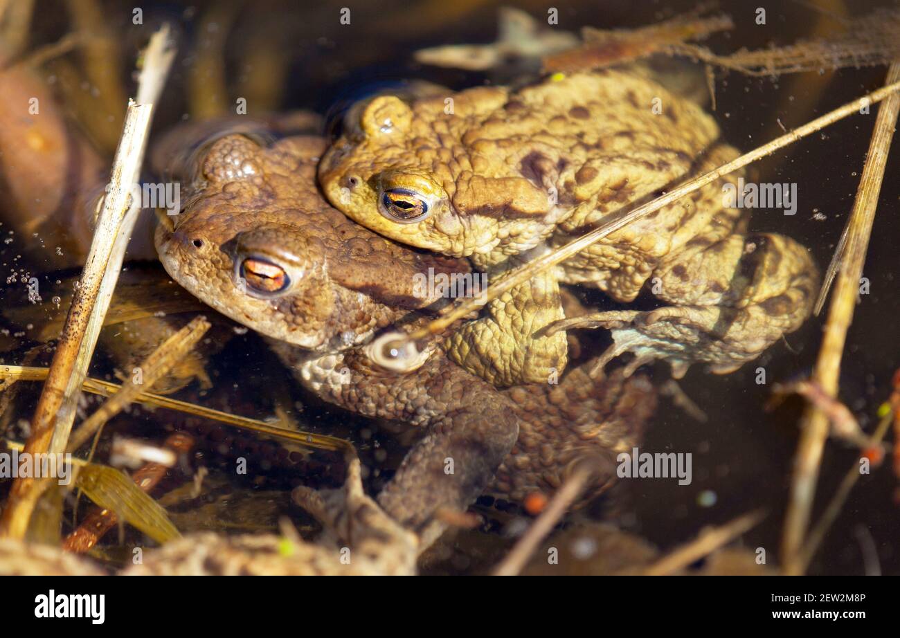 Two european green toads mating hi-res stock photography and images - Alamy