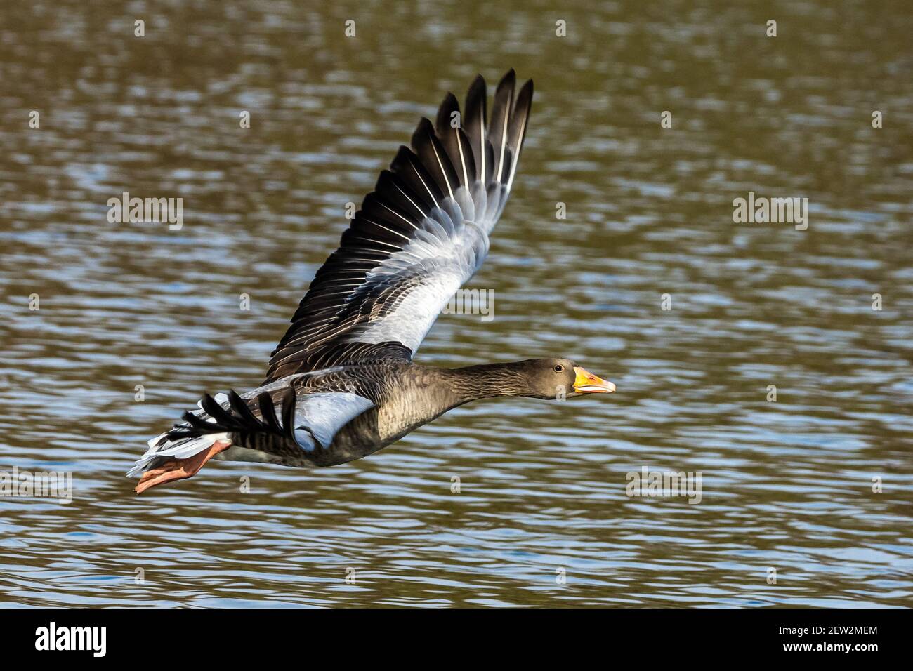 The greylag goose, Anser anser is a species of large goose in the ...