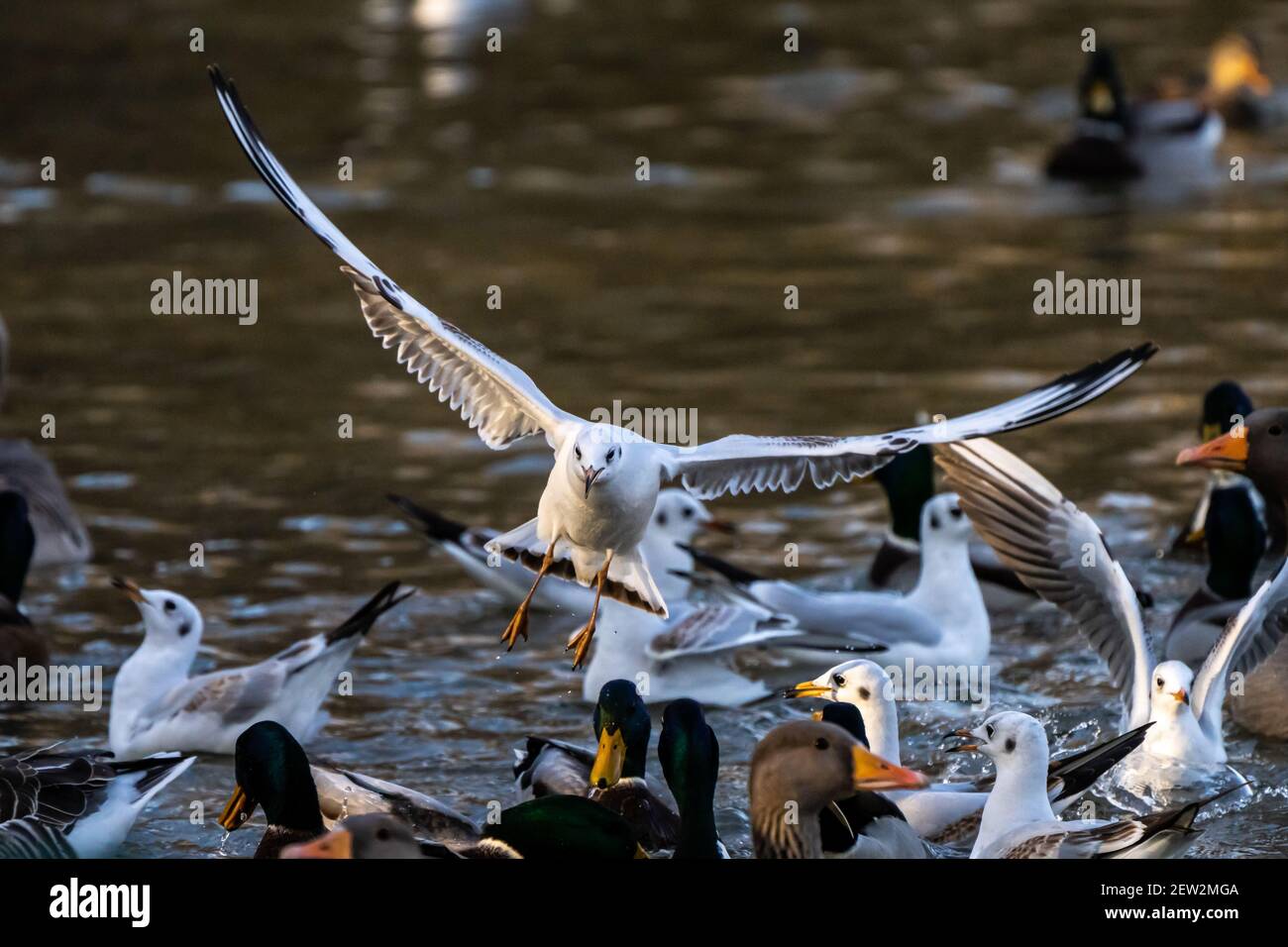 The European Herring Gull, Larus argentatus is a large gull, One of the ...