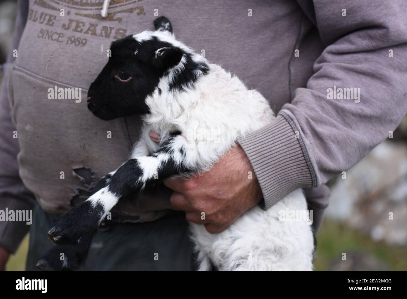 Farmer holding lambs hi-res stock photography and images - Alamy