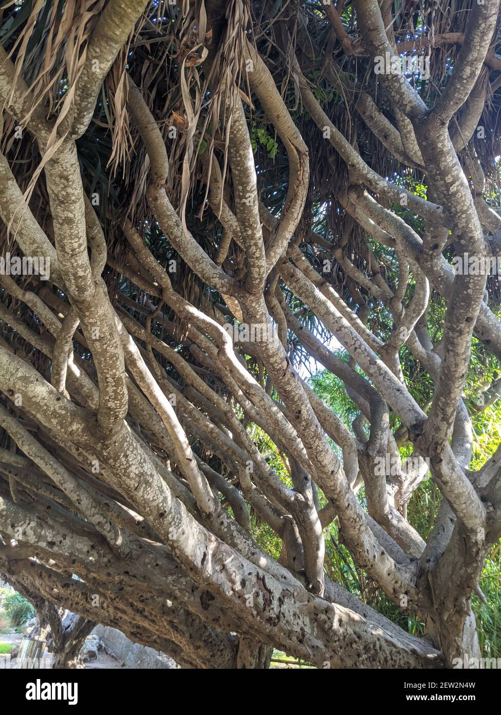 A vertical shot of an unusual beautiful tree with thick and dense ...