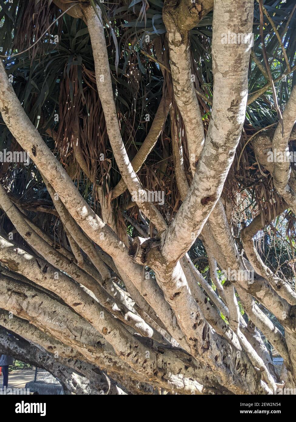 A vertical shot of an unusual tree with thick and dense branches Stock ...