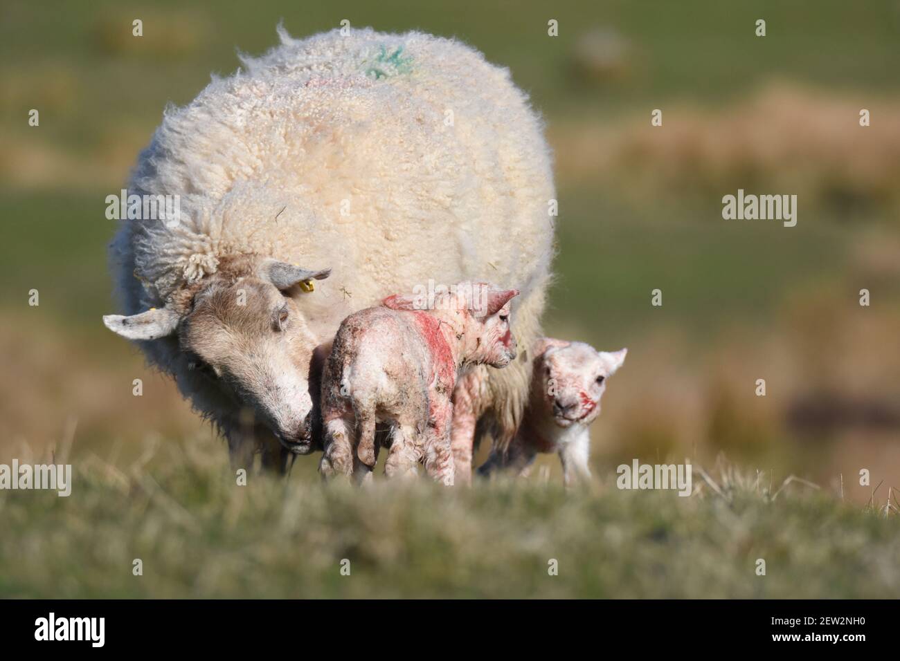 Blackface cross ewe hi-res stock photography and images - Alamy
