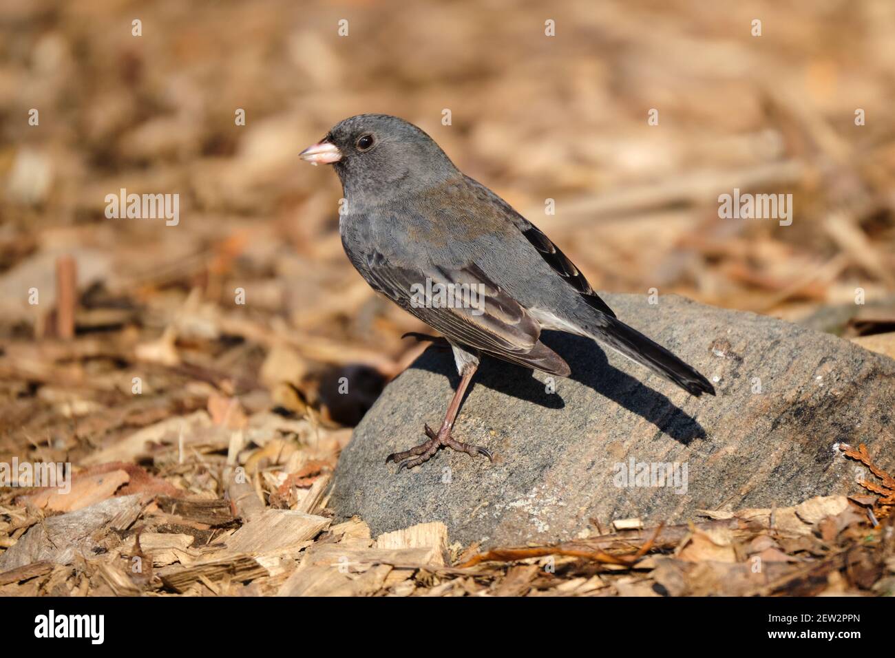 Slate coloured Dark-eyed Junco, Junco hyemalis, viewed profile sitting ...