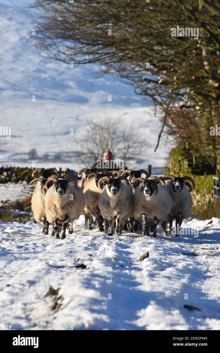 Scottish Blackface Sheep in the snow Stock Photo - Alamy