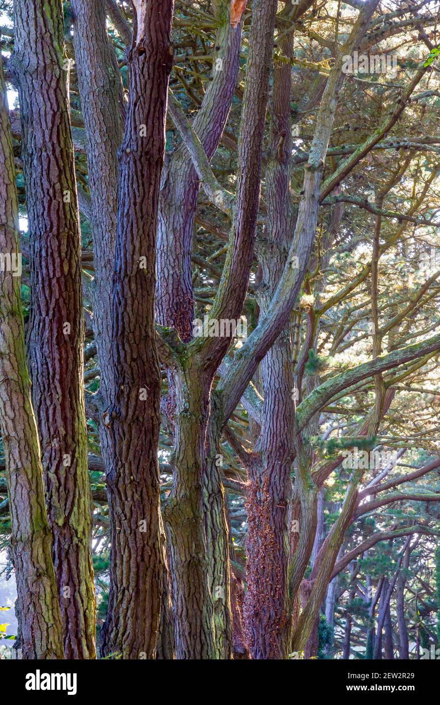 Close up view of the trunks of a group of pine trees in summer woodland ...