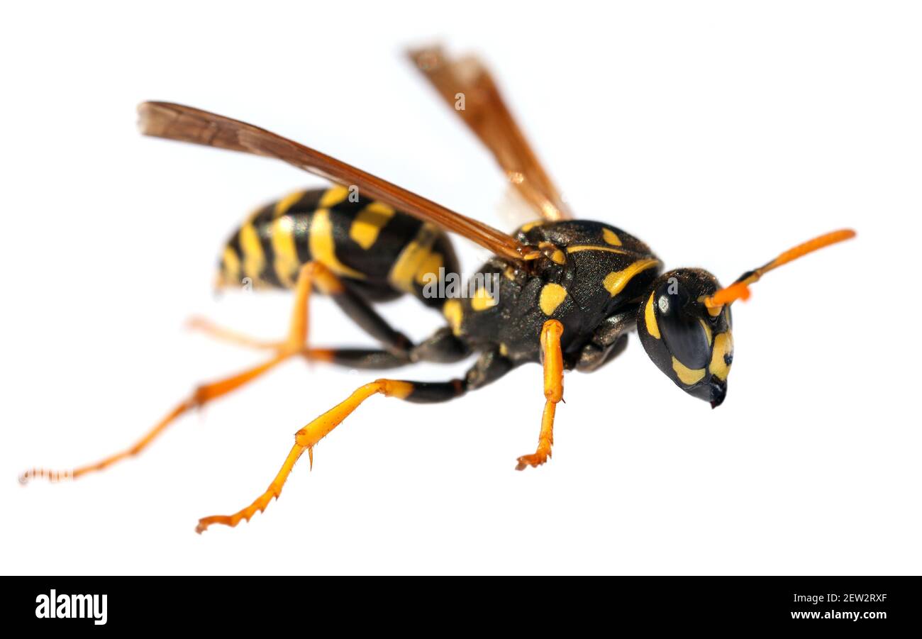 European common wasp German wasp or German yellow jacket isolated on ...