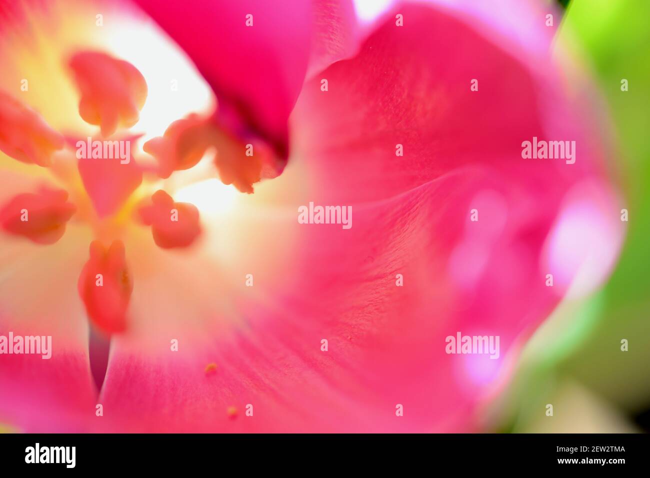 Aesthetic macro photo of cream, white spring tulip head with bokeh ...