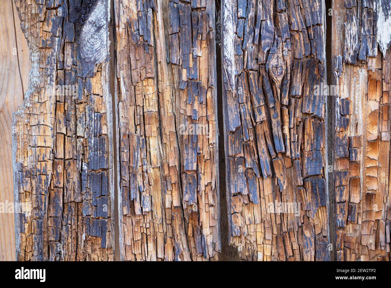 The background is made of dried and rotten wooden planks Stock Photo ...