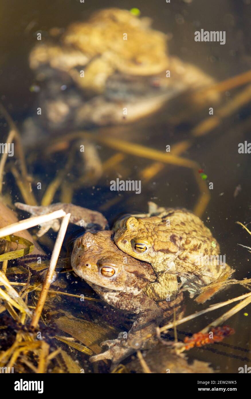 Toads mating in water hi-res stock photography and images - Alamy