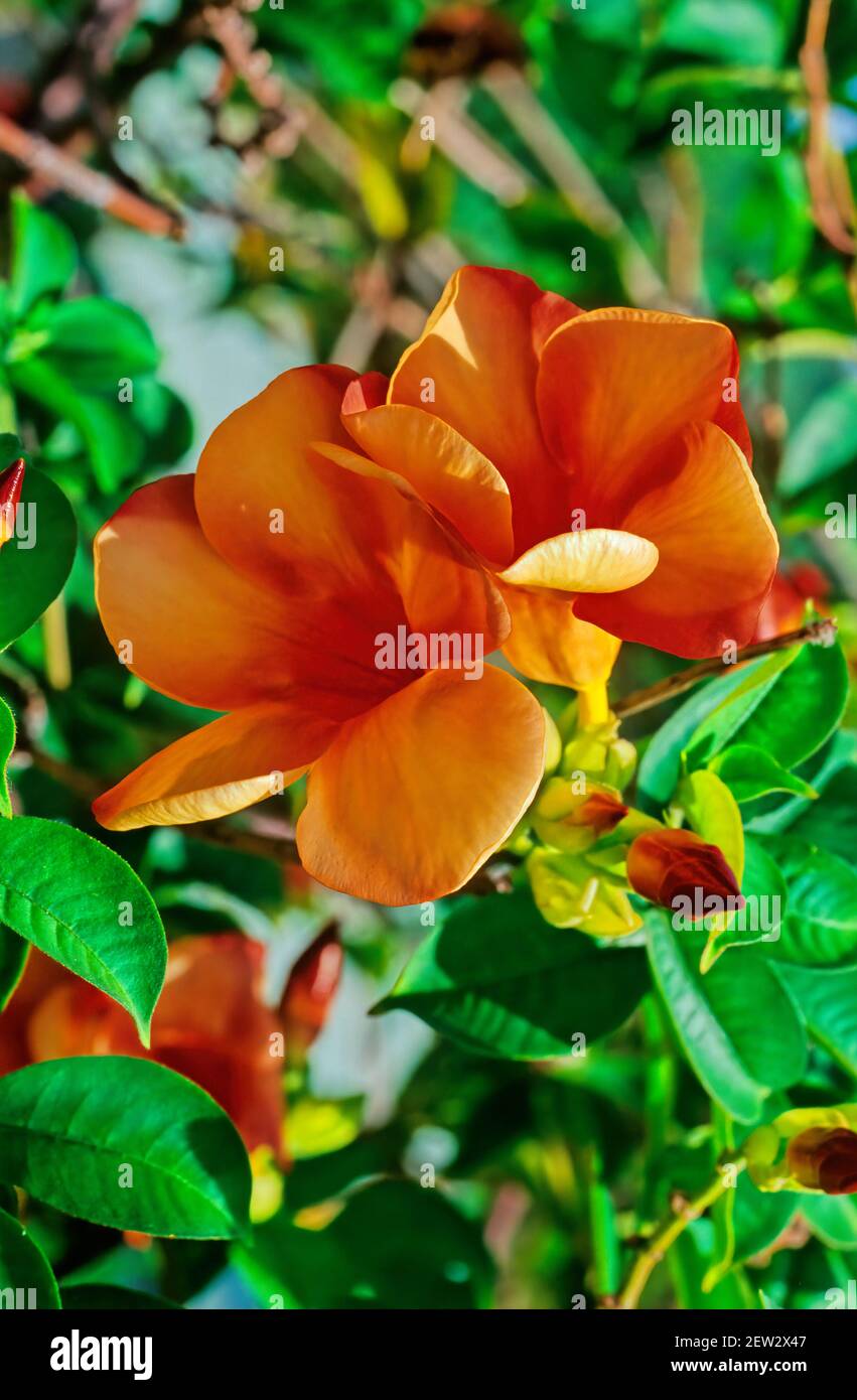 Allamanda cathartica, commonly called golden trumpet, common ...