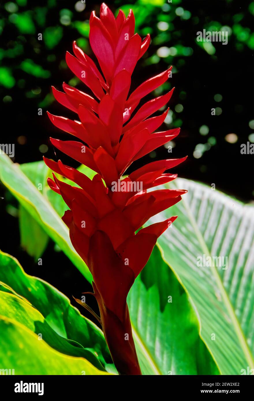 Alpinia purpurata, red ginger, also called ostrich plume and pink cone ...