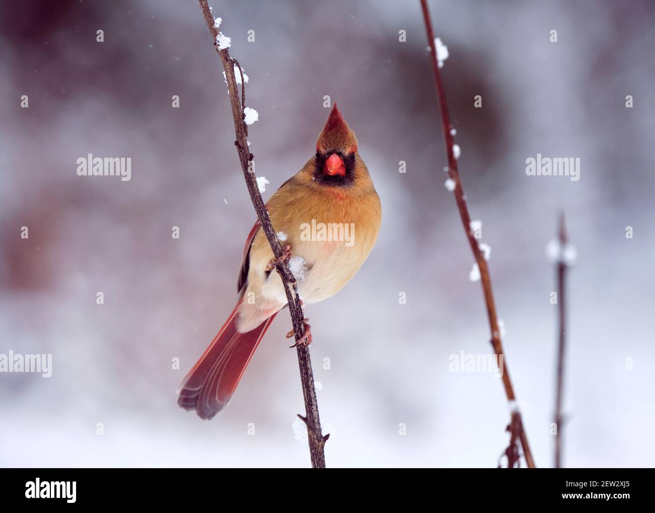 Solo cardinal hi-res stock photography and images - Alamy