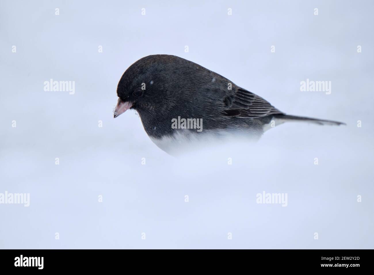 Slate coloured Dark-eyed Junco, Junco hyemalis, sitting in blowing snow ...