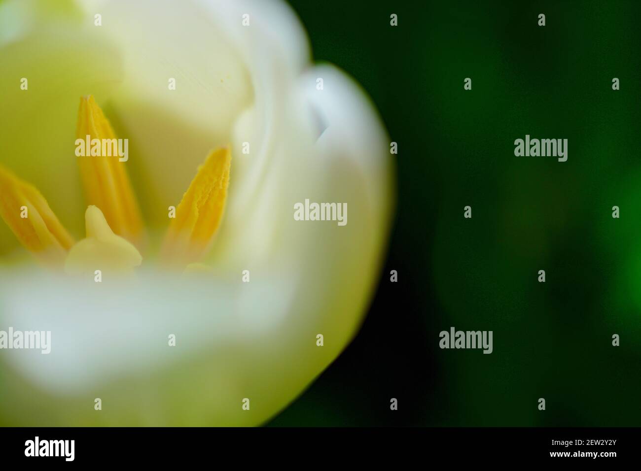 Aesthetic macro photo of cream, white spring tulip head with bokeh ...