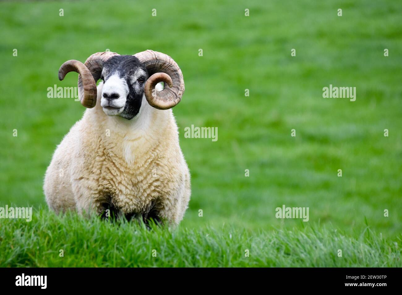 Scottish Blackface Tup in grassland Stock Photo - Alamy