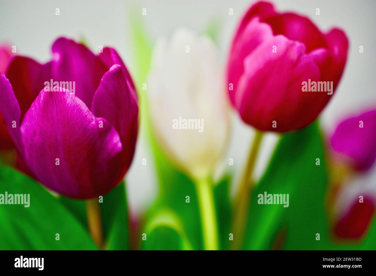 Deep pink and white tulips aesthetic, macro photography for wallpapers ...