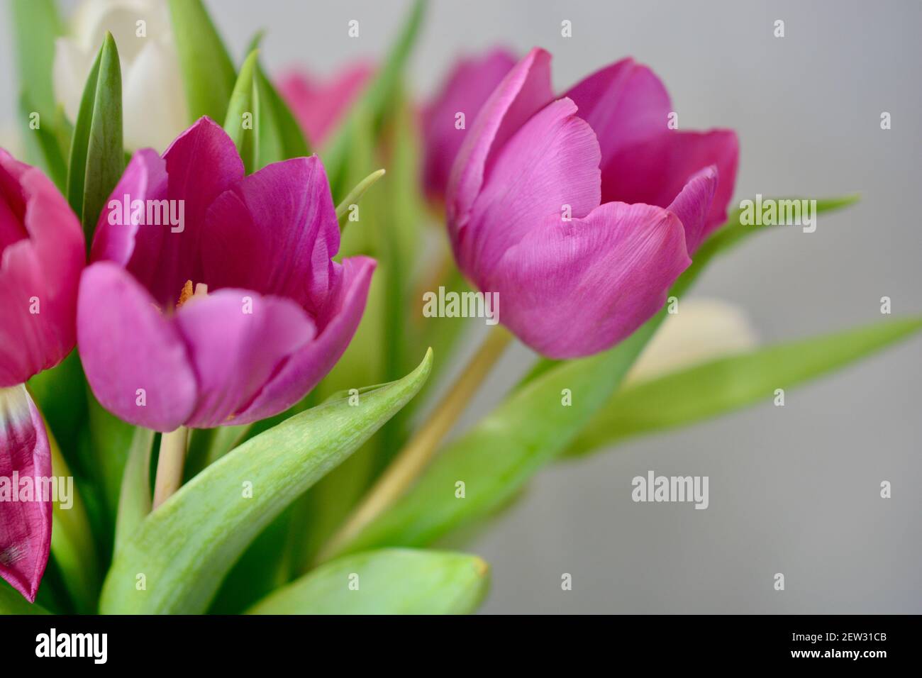 Deep pink and white tulips aesthetic, macro photography for wallpapers ...