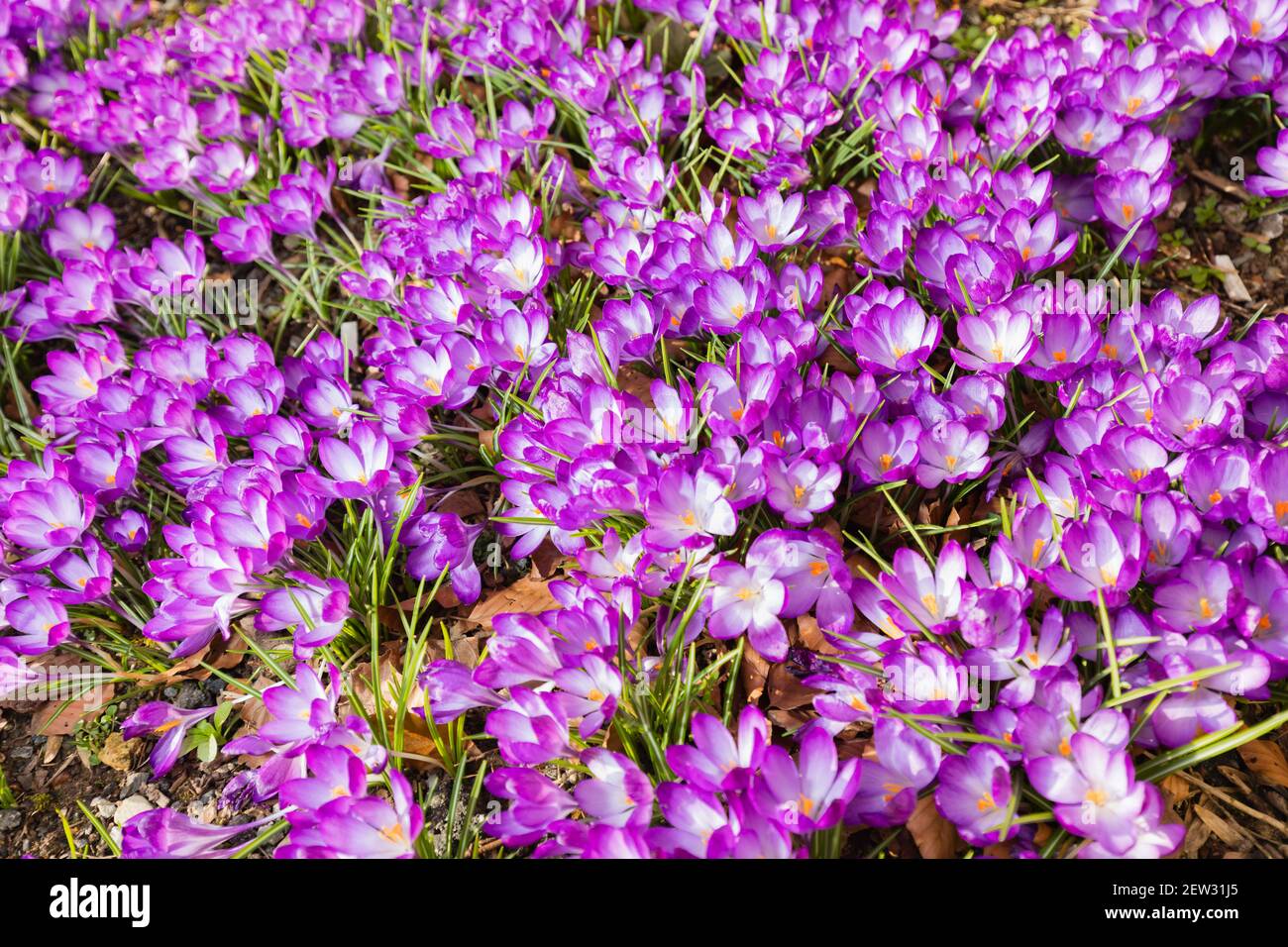 Bed of 'Ruby Giant' Spring-flowering crocus Stock Photo - Alamy